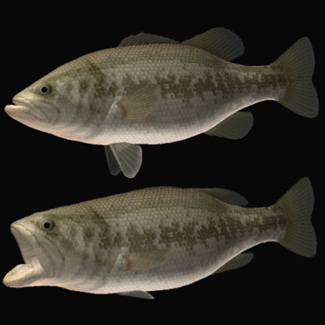 Blackbass Bass 3d Model
