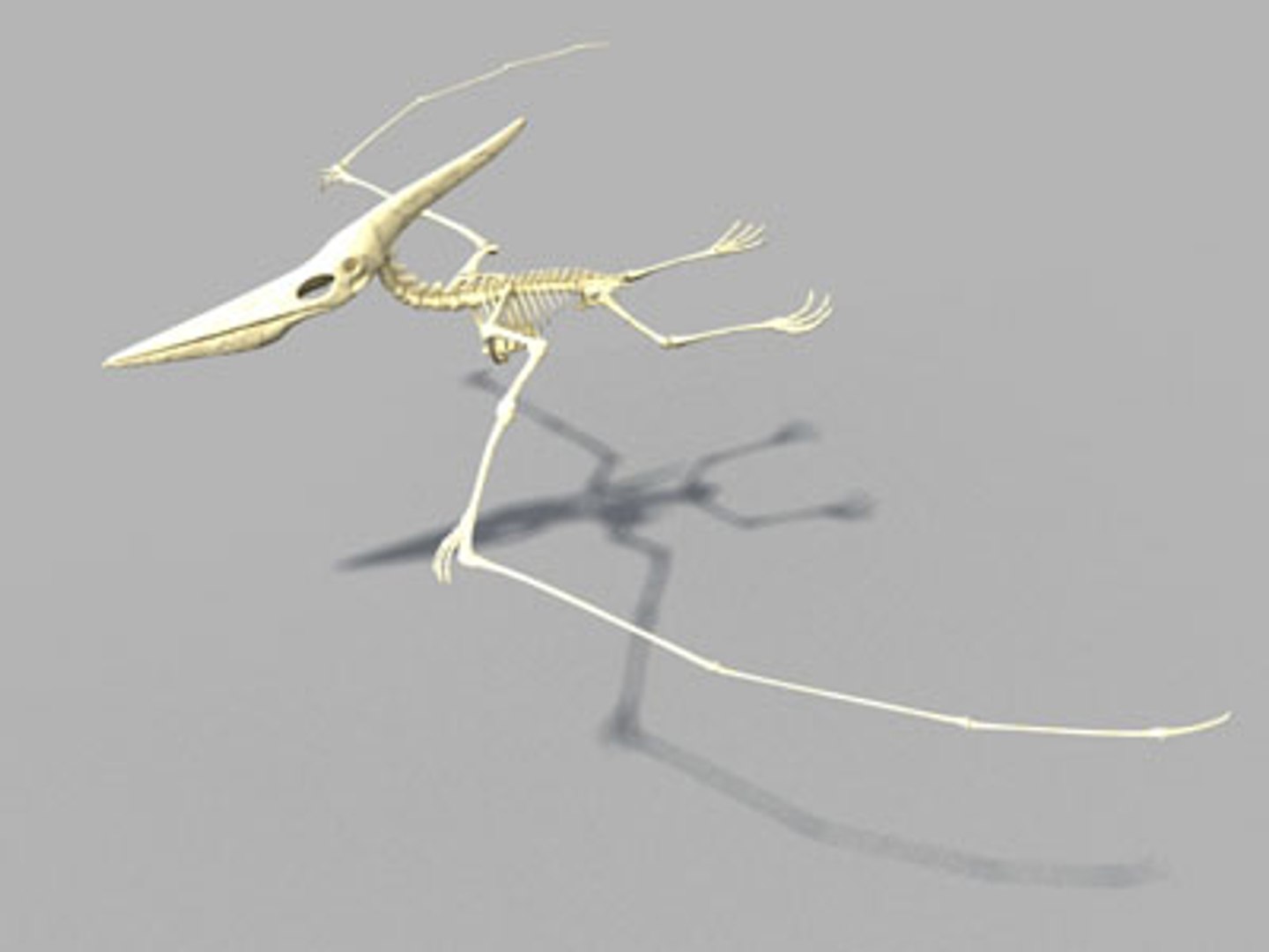 Pterodactyl Skeleton Model