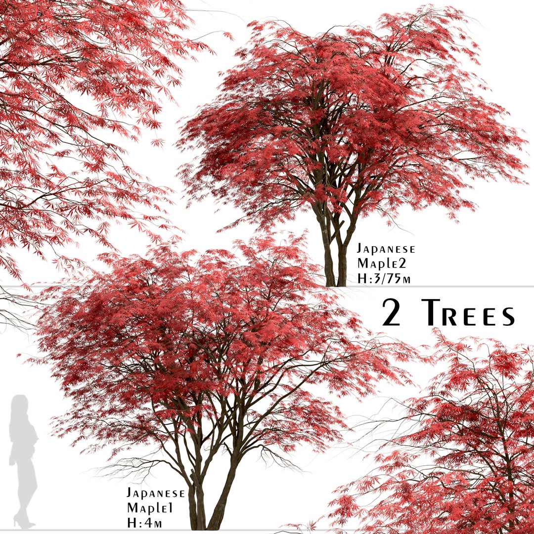 3D Set Of Japanese Maple Or Acer Palmatum Trees - 2 Trees Model ...
