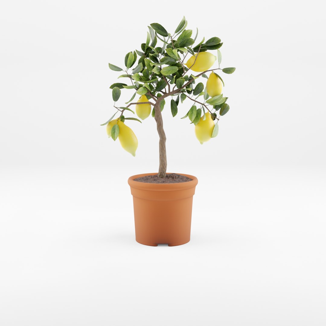 Citrus Lemon Stem 3D - TurboSquid 2252259