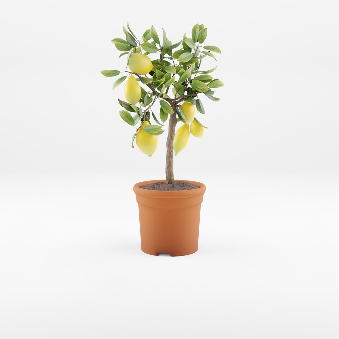 Citrus Lemon Stem 3D - TurboSquid 2252259