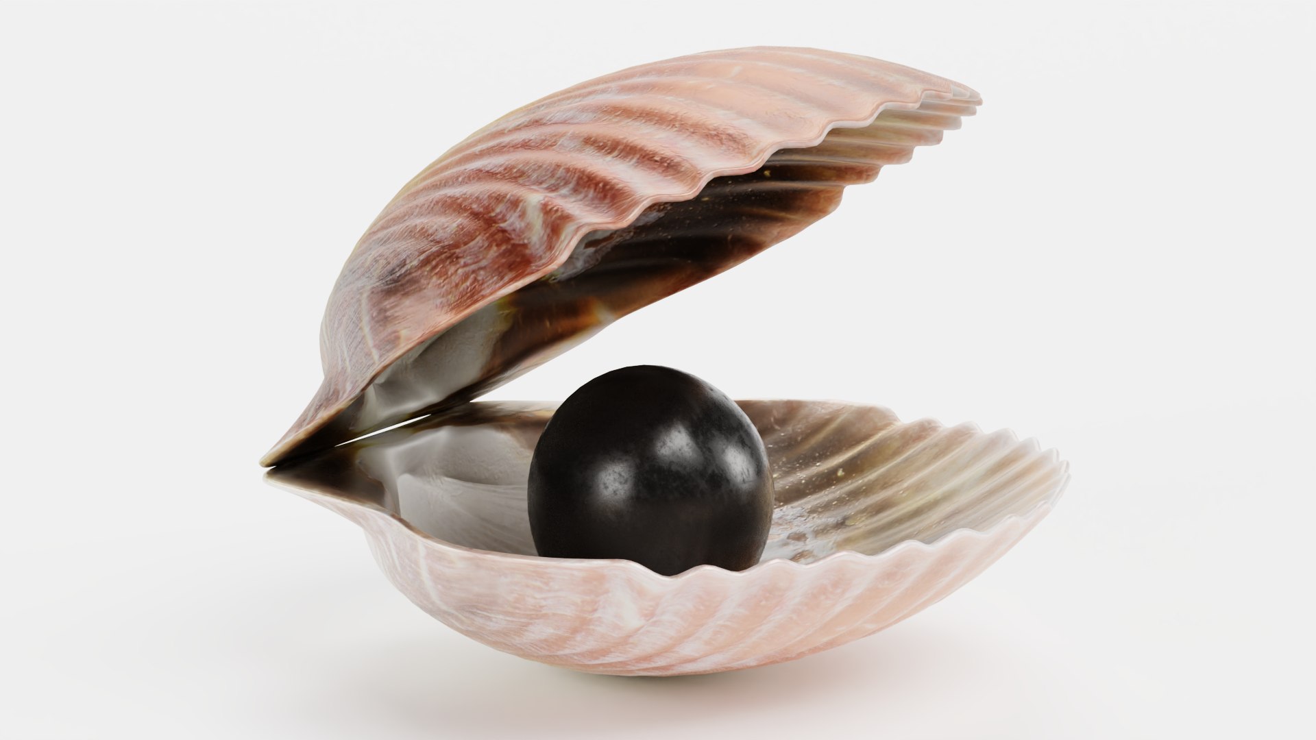 Clam With Black Pearl 3D Model - TurboSquid 2049084