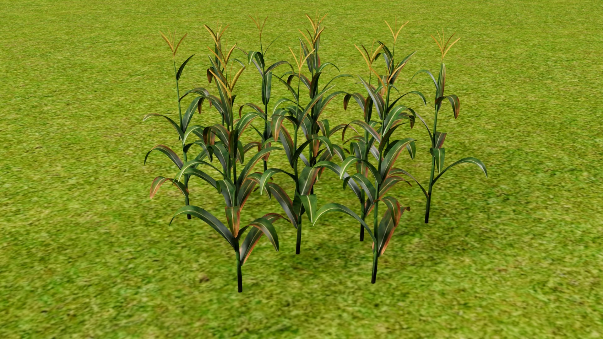 3D Corn Plant - TurboSquid 2022154
