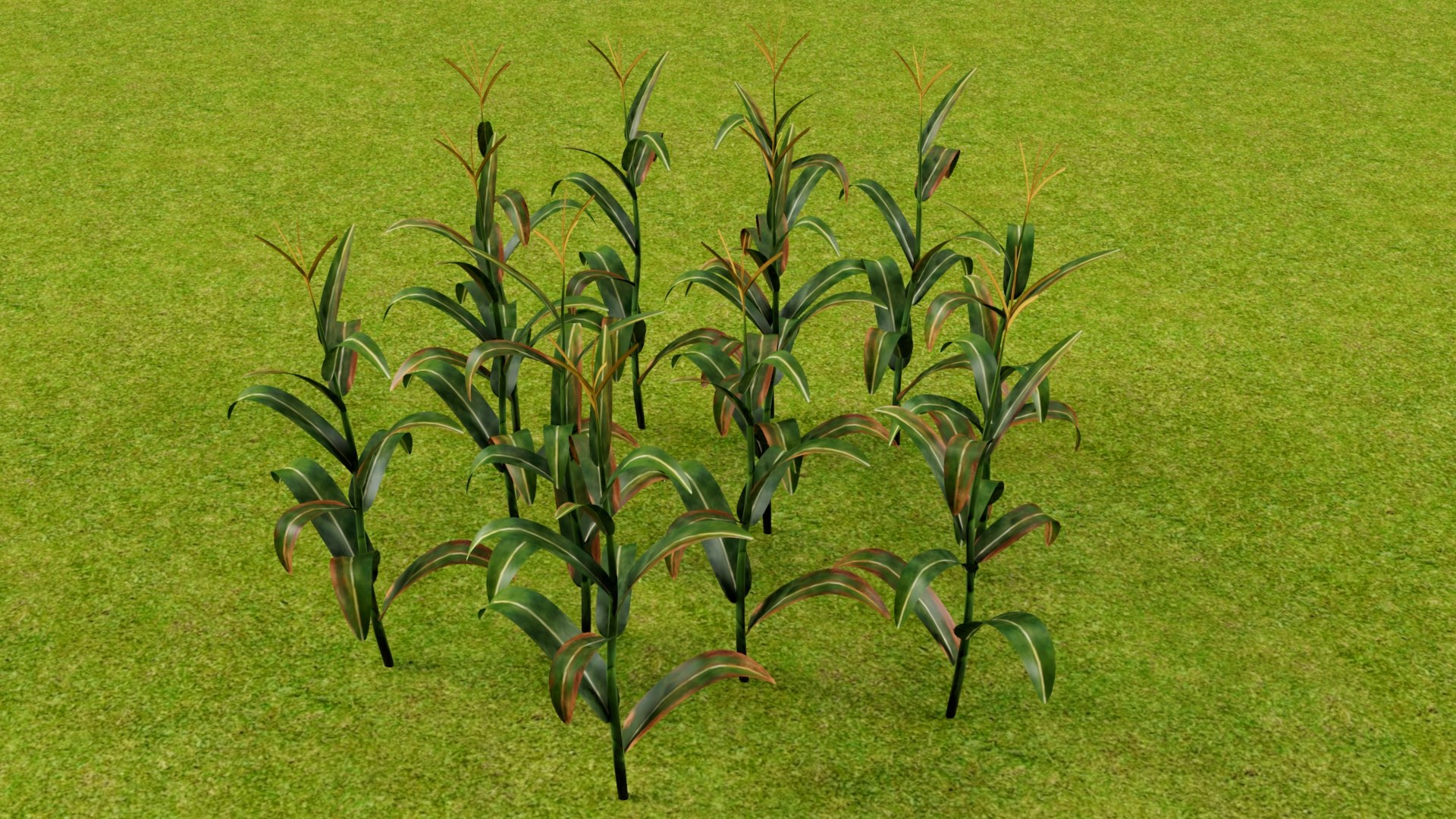 3D Corn Plant - TurboSquid 2022154