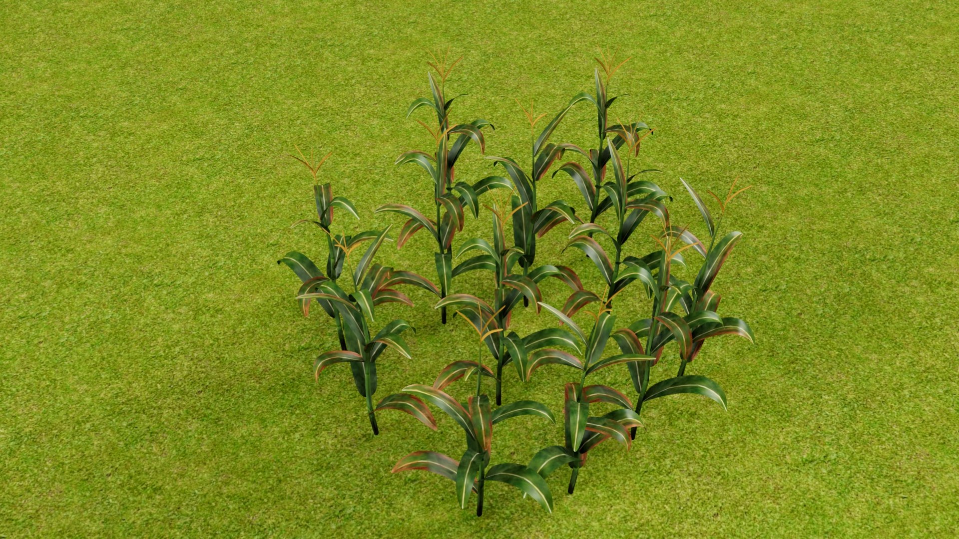 3D Corn Plant - TurboSquid 2022154