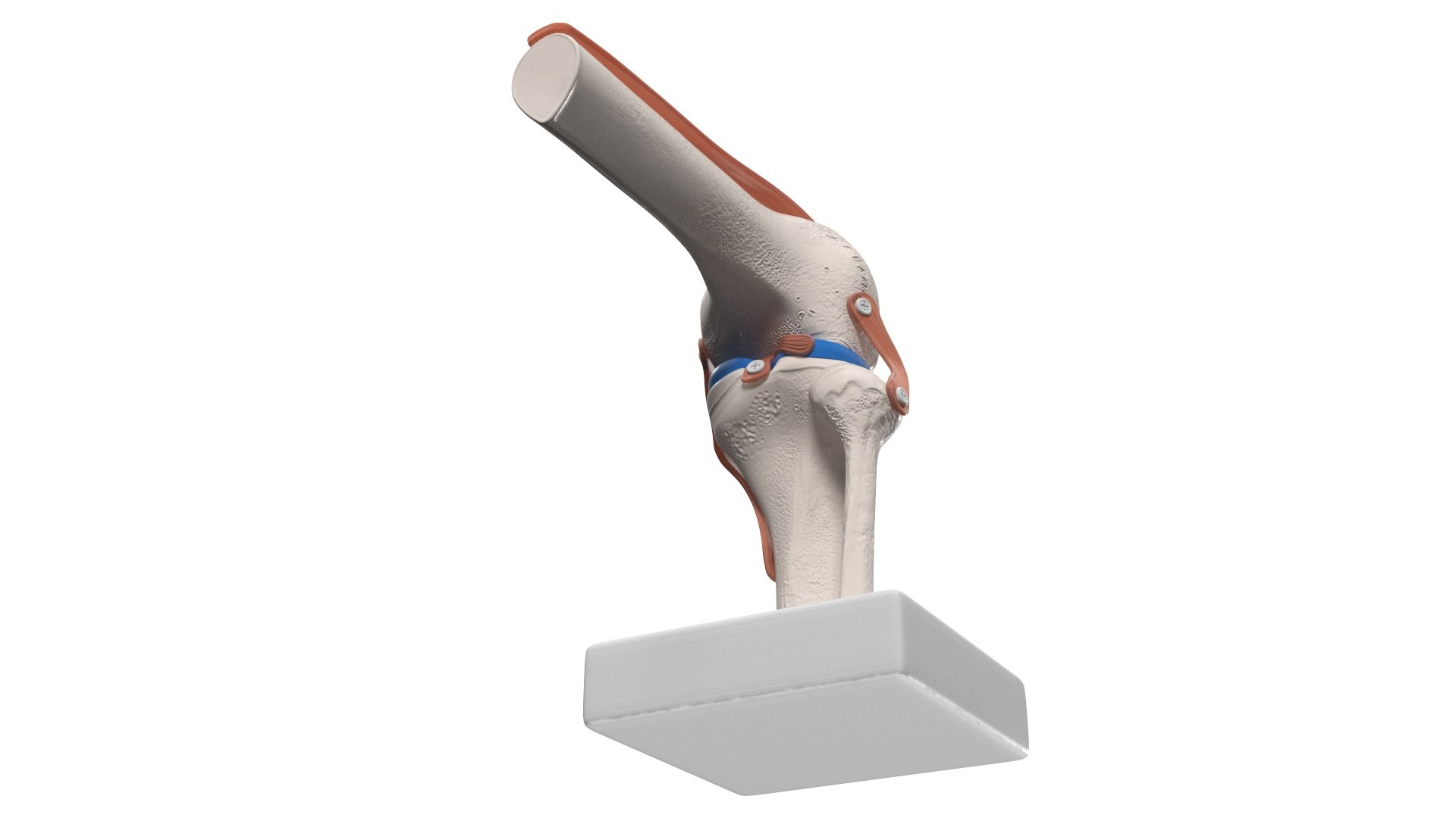 3D Knee Joint Model In Flexed Position - TurboSquid 2279792