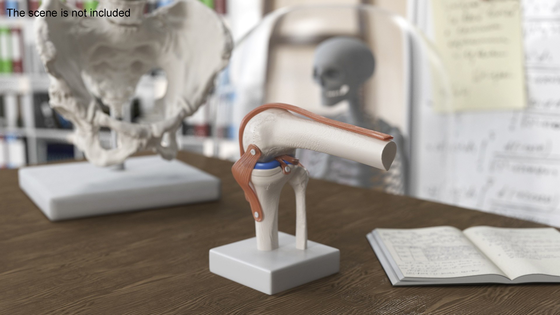 3D Knee Joint Model In Flexed Position - TurboSquid 2279792