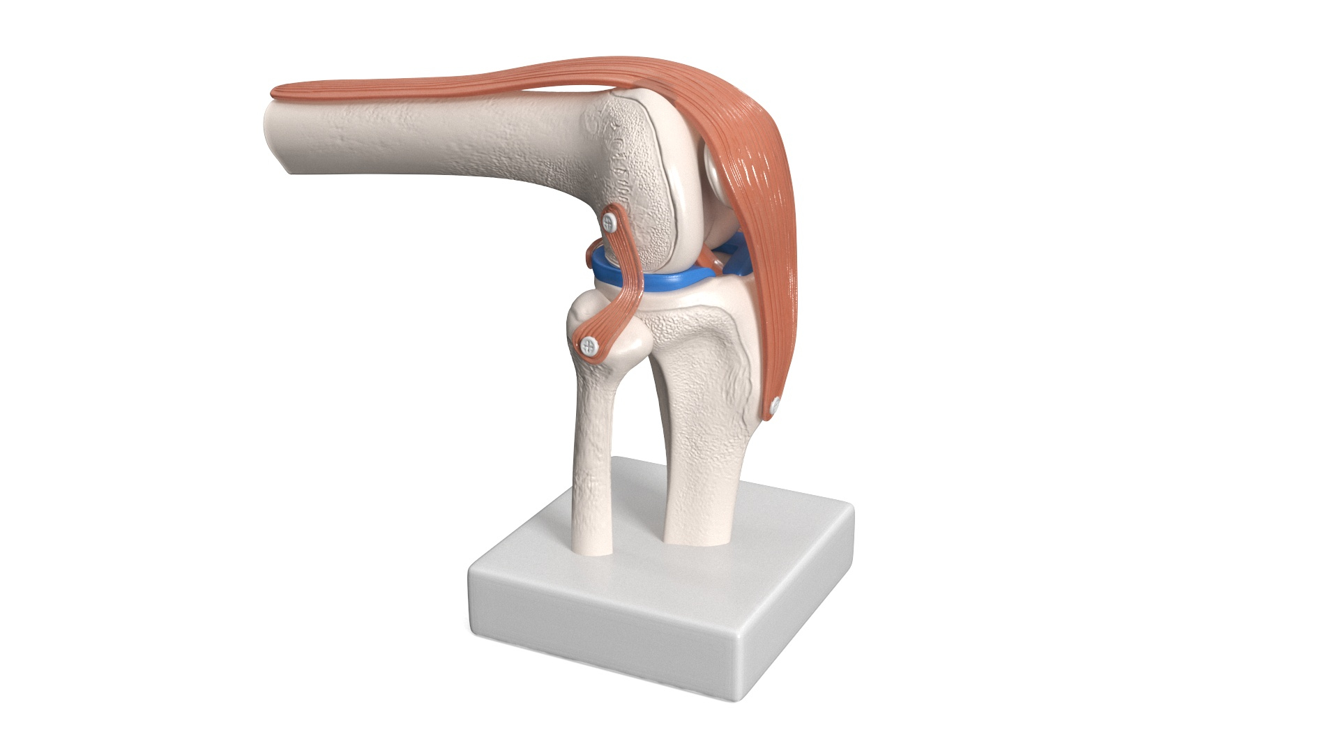 3D Knee Joint Model In Flexed Position - TurboSquid 2279792
