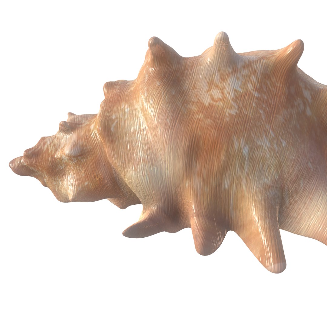 Sea shell 3D model - TurboSquid 1426929
