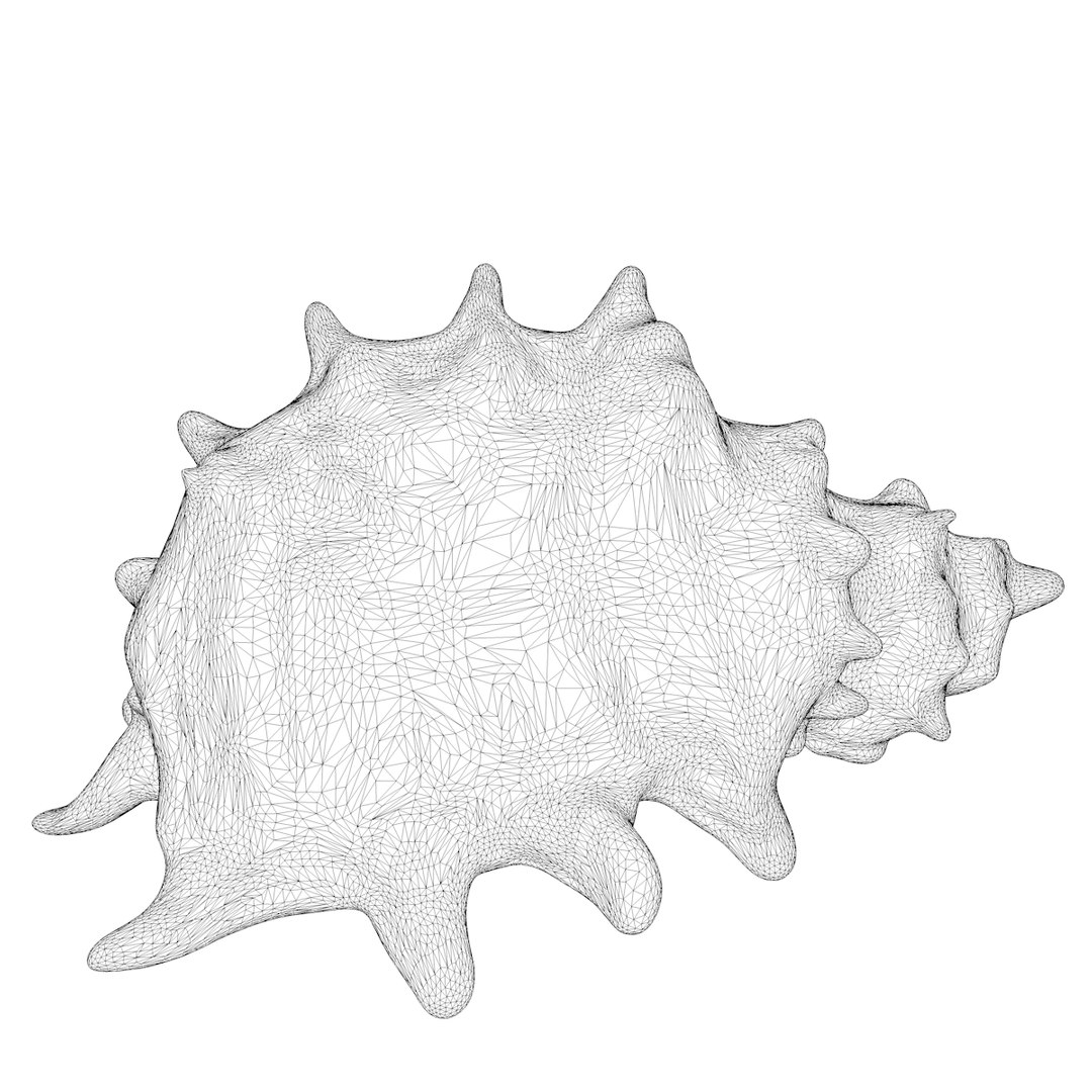 Sea shell 3D model - TurboSquid 1426929