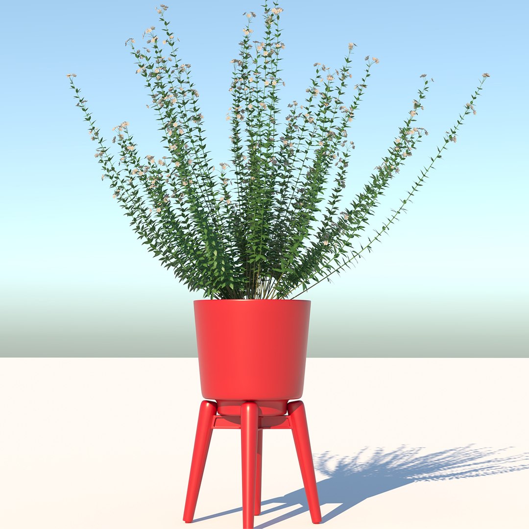 3D Capitatus And Red Pot - TurboSquid 1717319