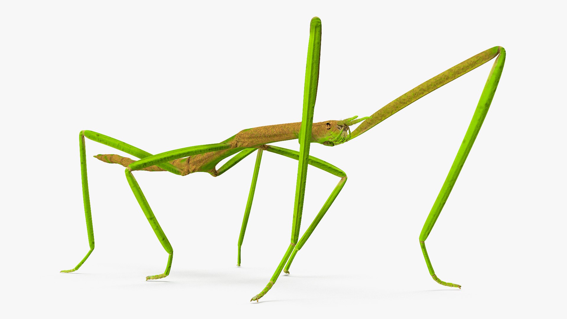 Phasmatodea Stick Insect Rigged 3D - TurboSquid 1520354