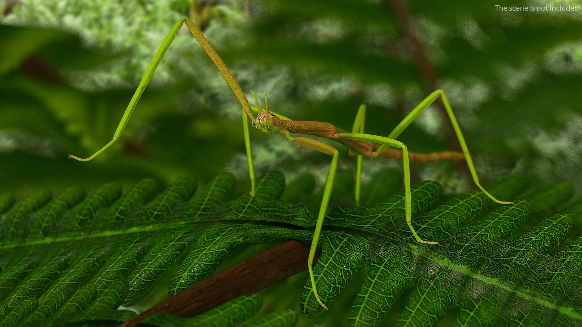 Phasmatodea Stick Insect Rigged 3D - TurboSquid 1520354