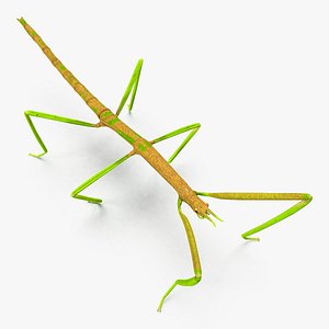 3D Stick Insect Models - Browse & Download Formats - TurboSquid