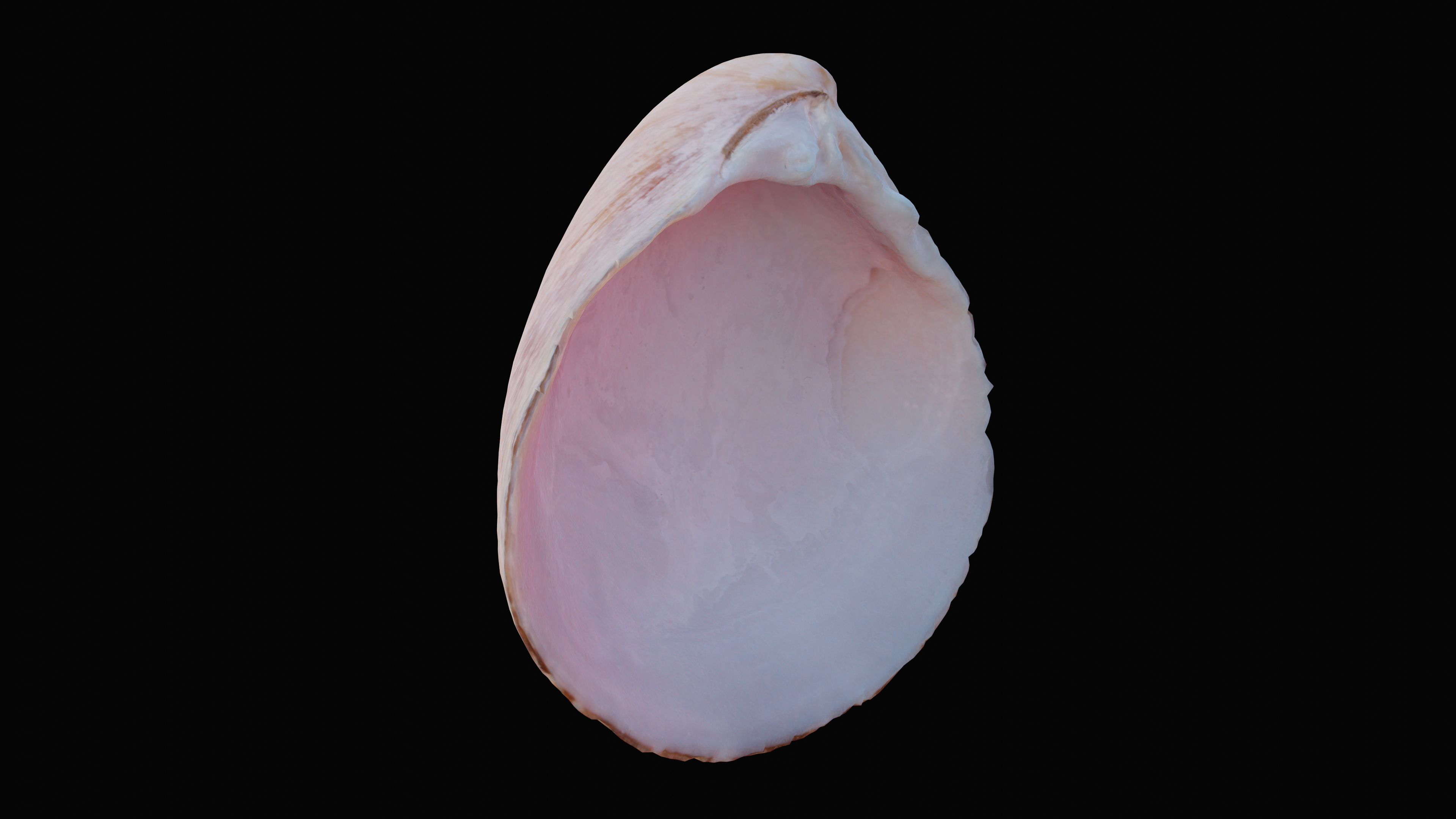 3D model sea tellin shell - TurboSquid 1627587