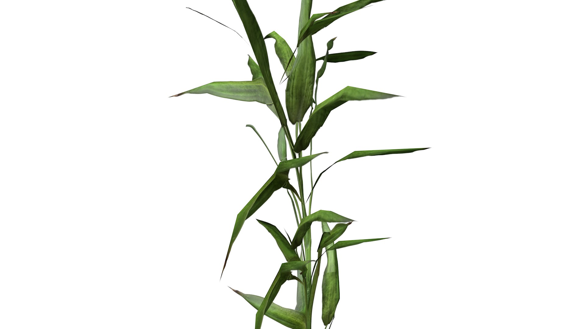 Switch Cane Plant - 01 - 3D Model - TurboSquid 2372886