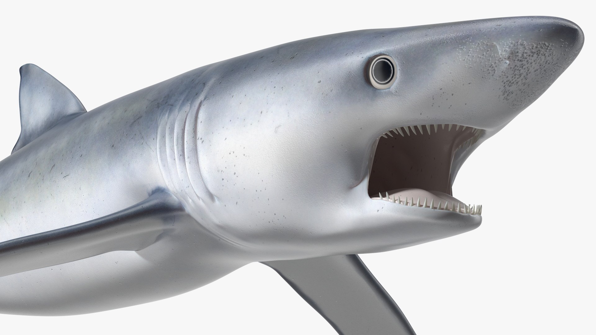 Great Blue Shark 3D Model - TurboSquid 2236296