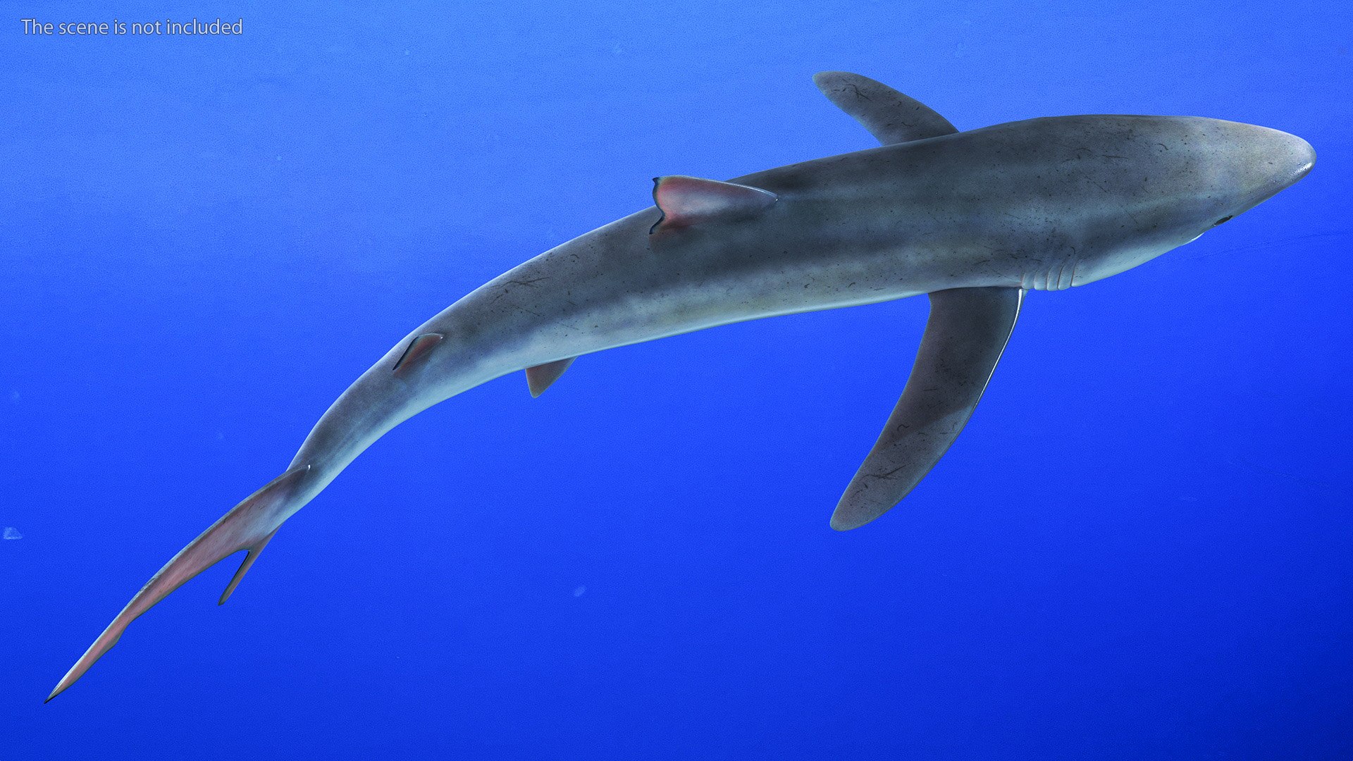 Great Blue Shark 3D Model - TurboSquid 2236296