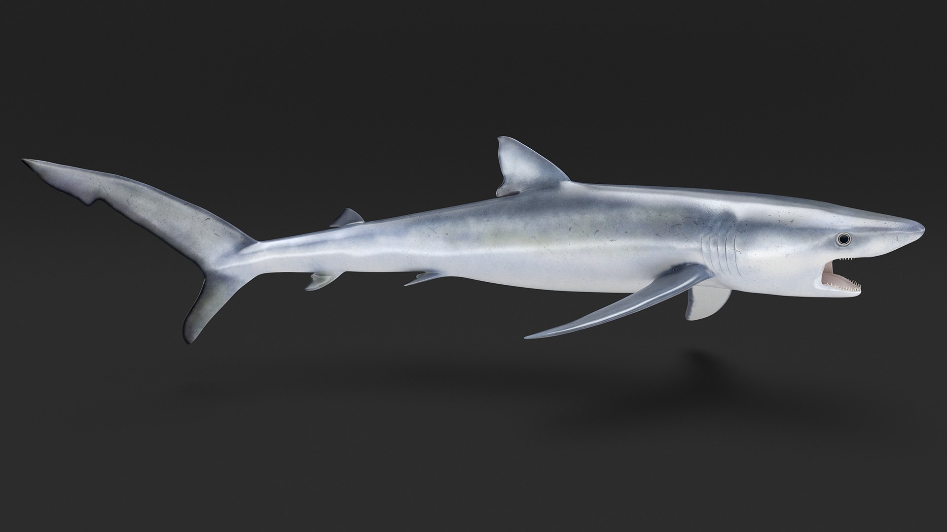 Great Blue Shark 3D Model - TurboSquid 2236296