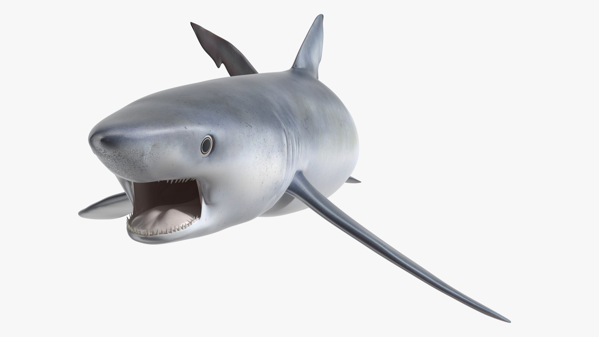 Great Blue Shark 3D Model - TurboSquid 2236296