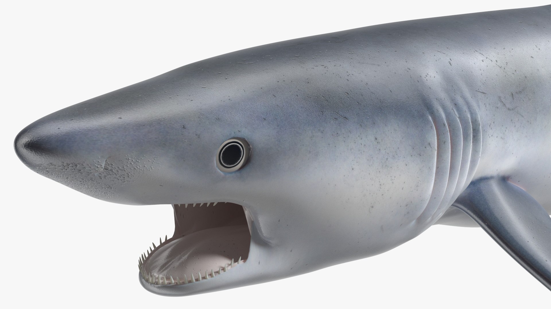 Great Blue Shark 3D Model - TurboSquid 2236296