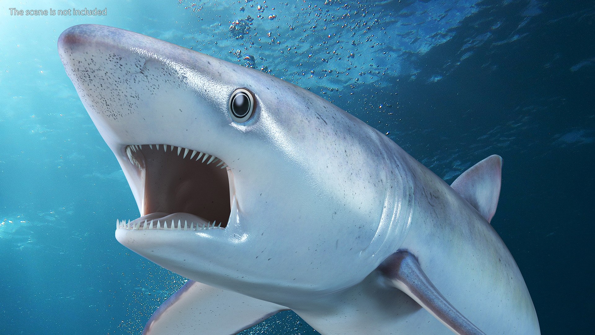 Great Blue Shark 3D Model - TurboSquid 2236296