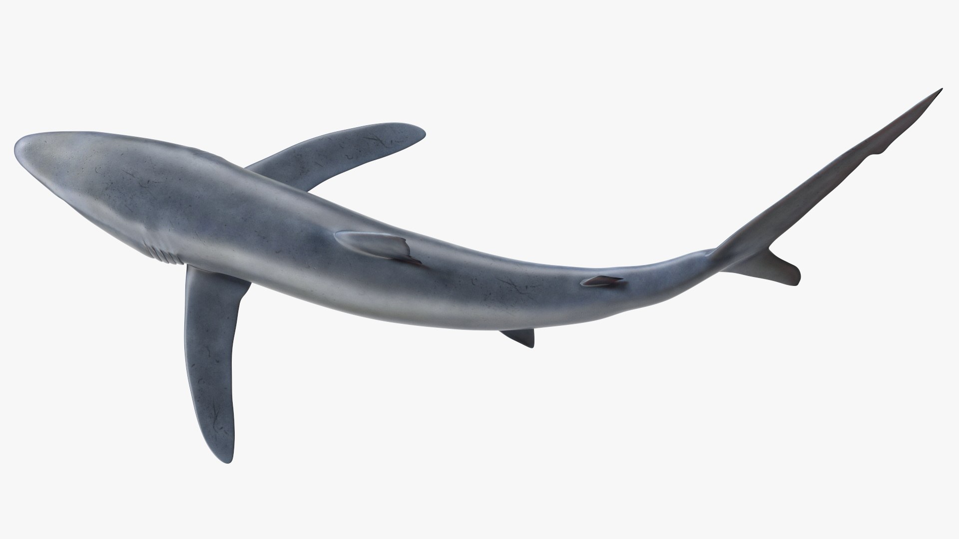 Great Blue Shark 3D Model - TurboSquid 2236296