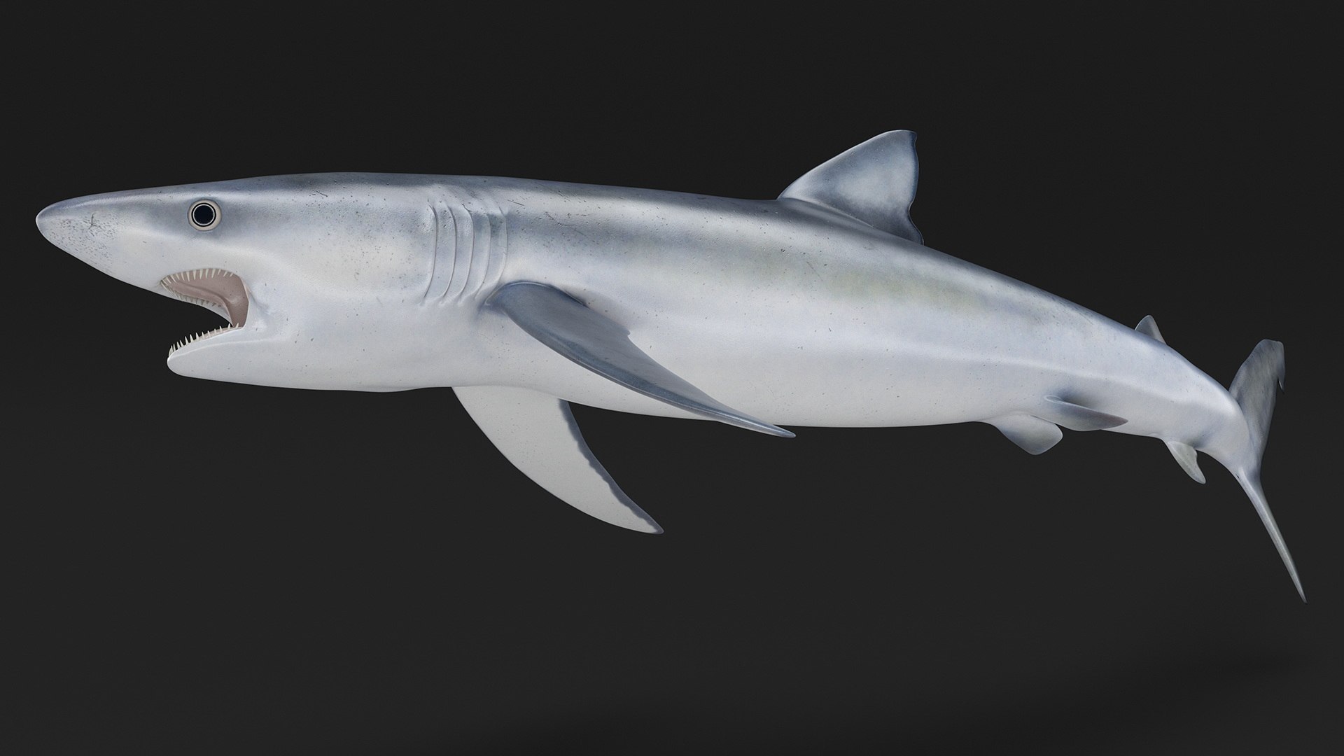 Great Blue Shark 3D Model - TurboSquid 2236296