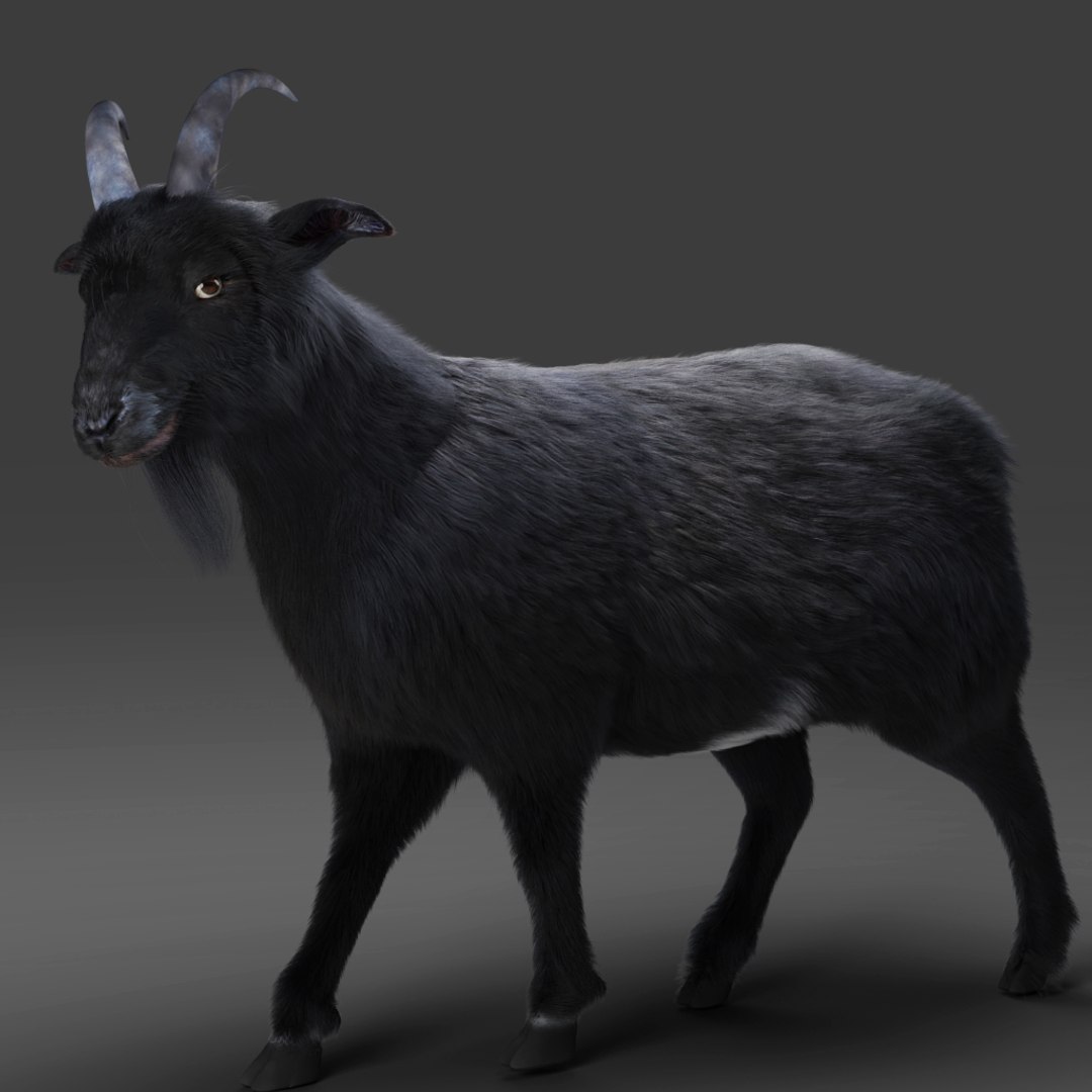 3D Fur Goat 05 Rigged And Animation In Blender Model - TurboSquid 2006423