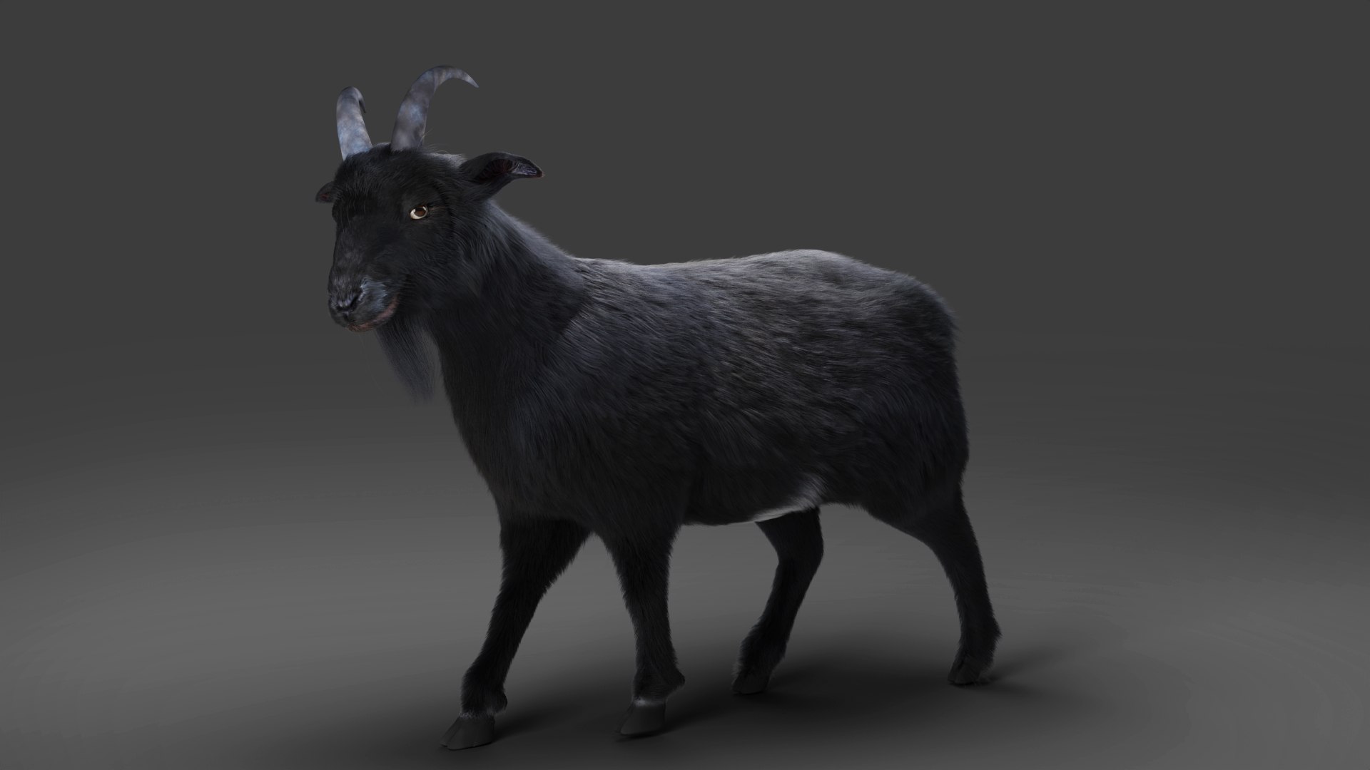 3D Fur Goat 05 Rigged And Animation In Blender Model - TurboSquid 2006423