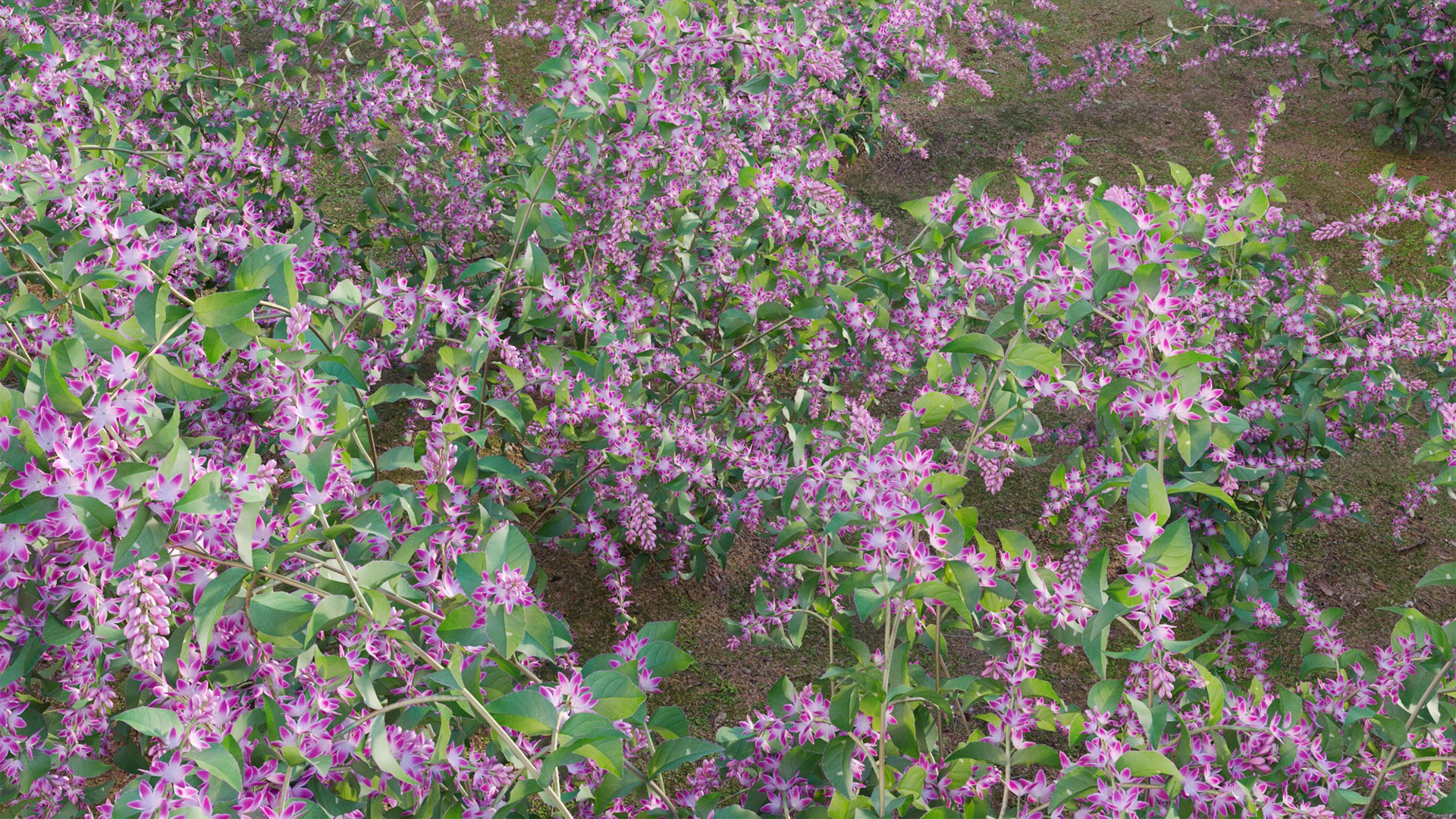 3D Deutzia Plants - Japanese Snow Flower - TurboSquid 2271660