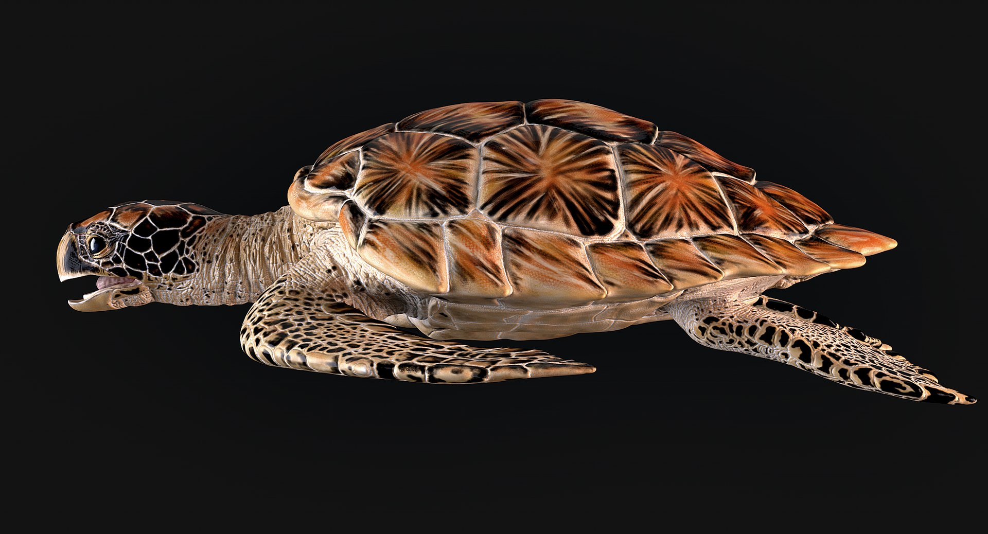 Hawksbill Sea Turtle 3D Model - TurboSquid 1893757