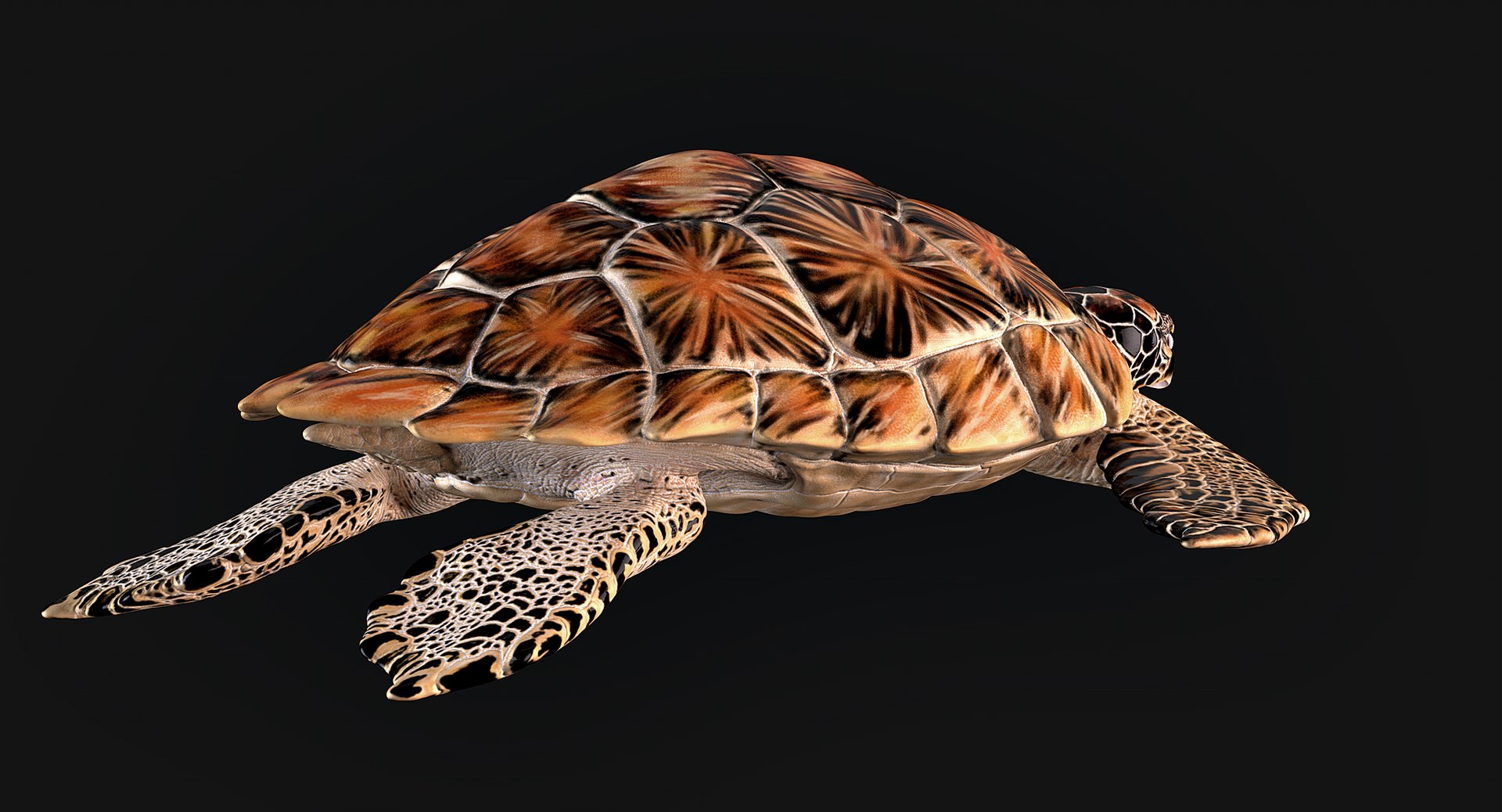Hawksbill Sea Turtle 3D Model - TurboSquid 1893757