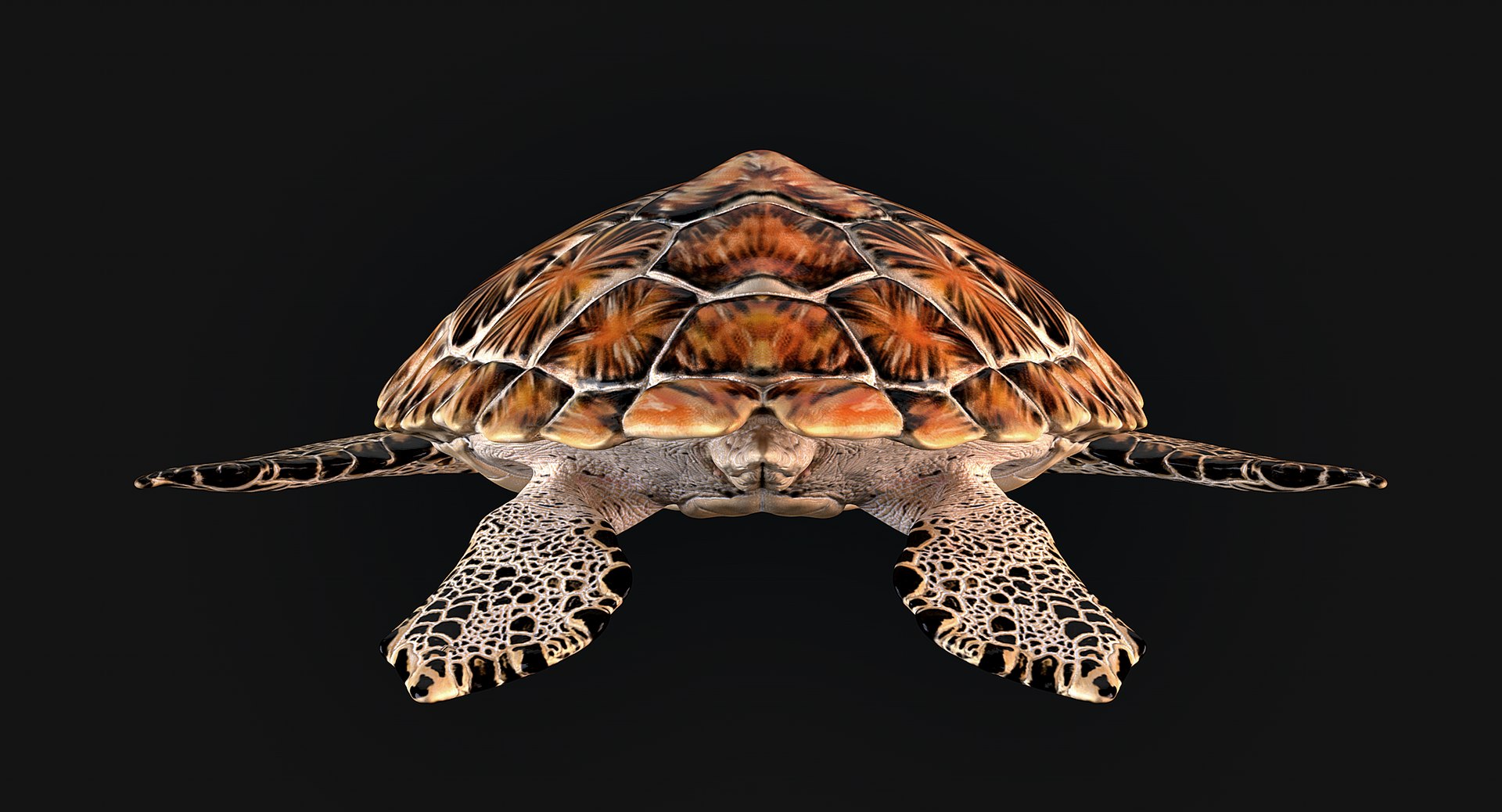 Hawksbill Sea Turtle 3D Model - TurboSquid 1893757