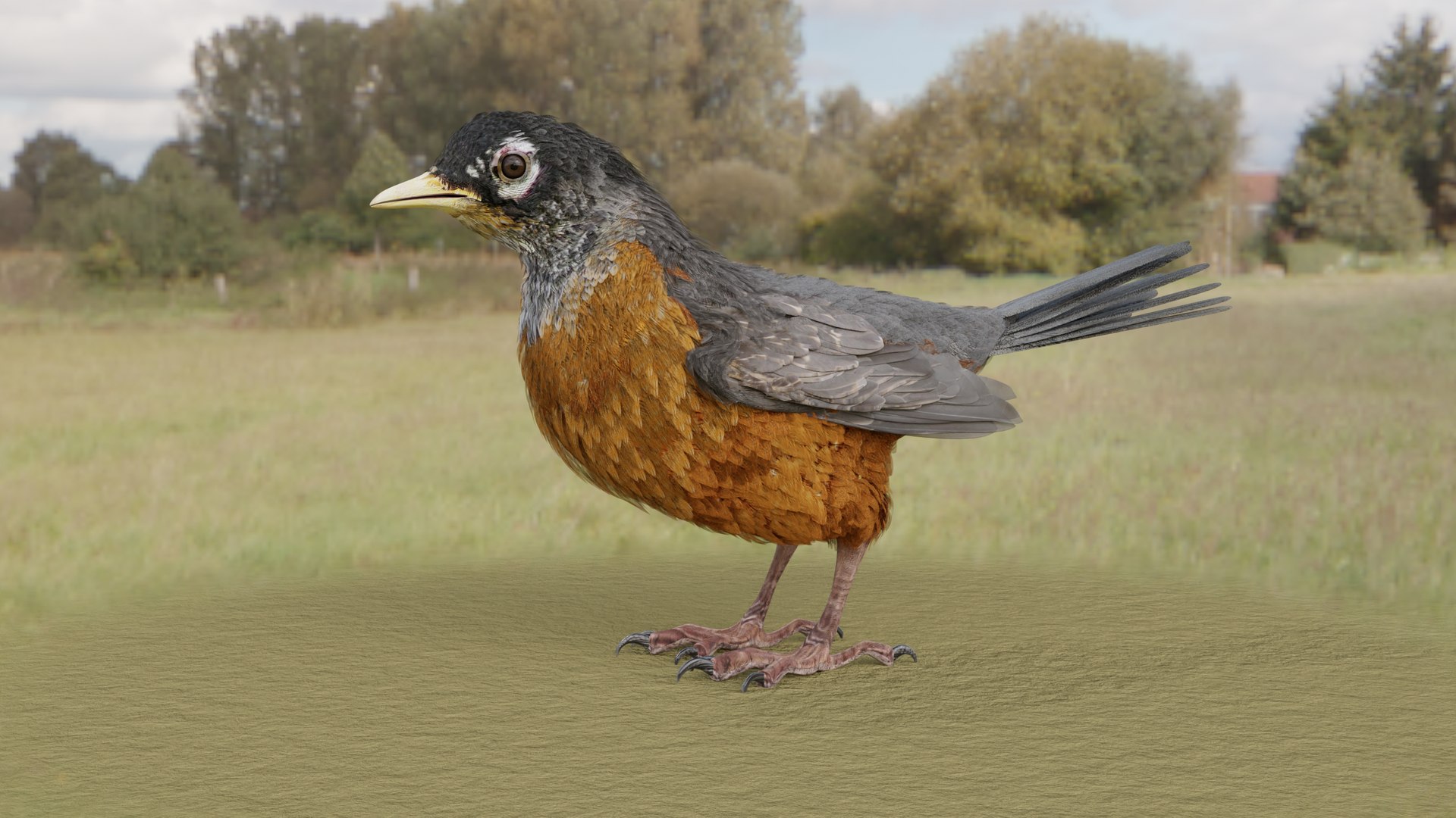 American Robin - BLENDER 3D Model - TurboSquid 2118146