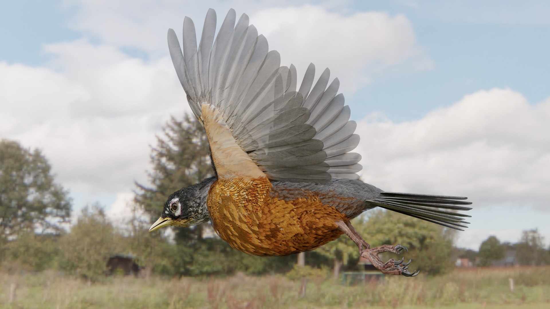 American Robin - BLENDER 3D Model - TurboSquid 2118146