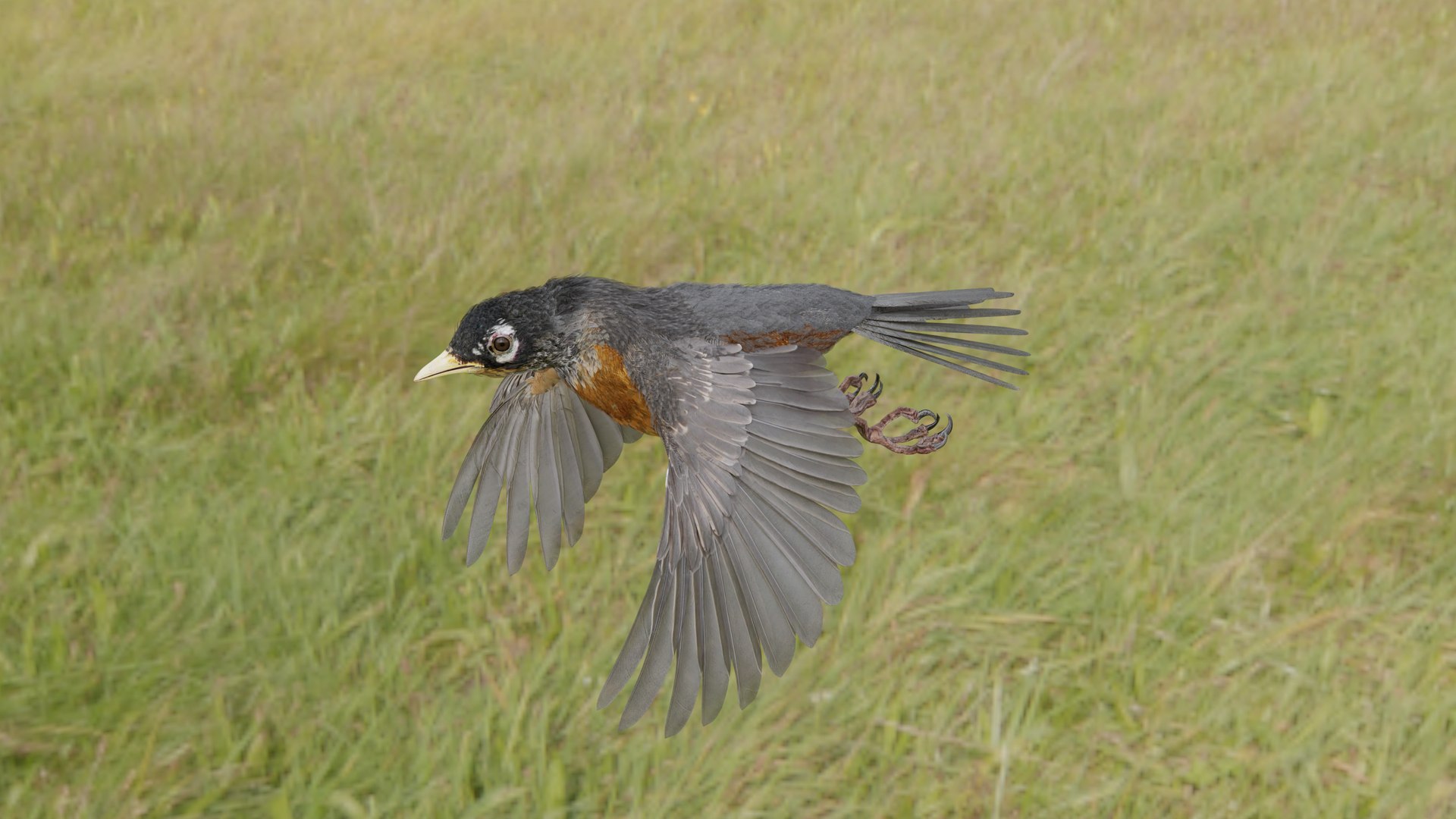 American Robin - BLENDER 3D Model - TurboSquid 2118146
