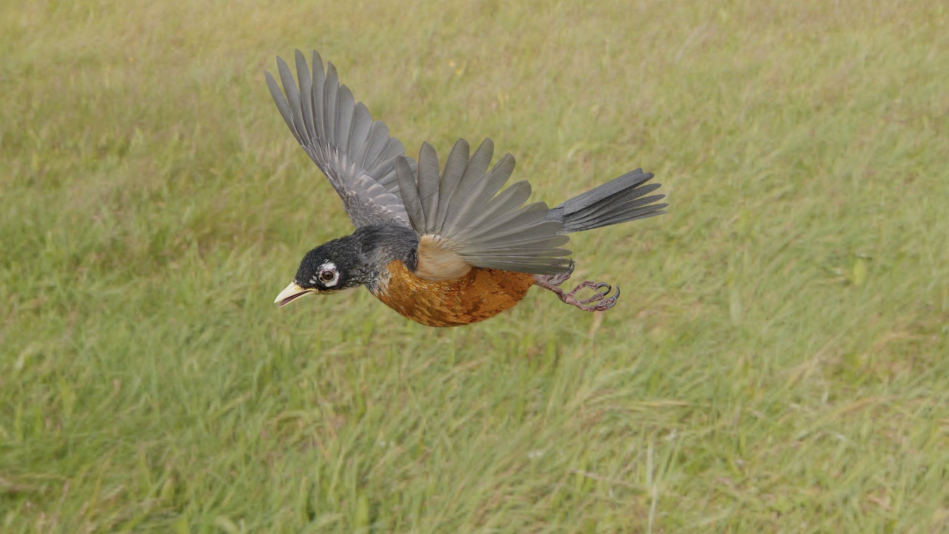 American Robin - BLENDER 3D Model - TurboSquid 2118146