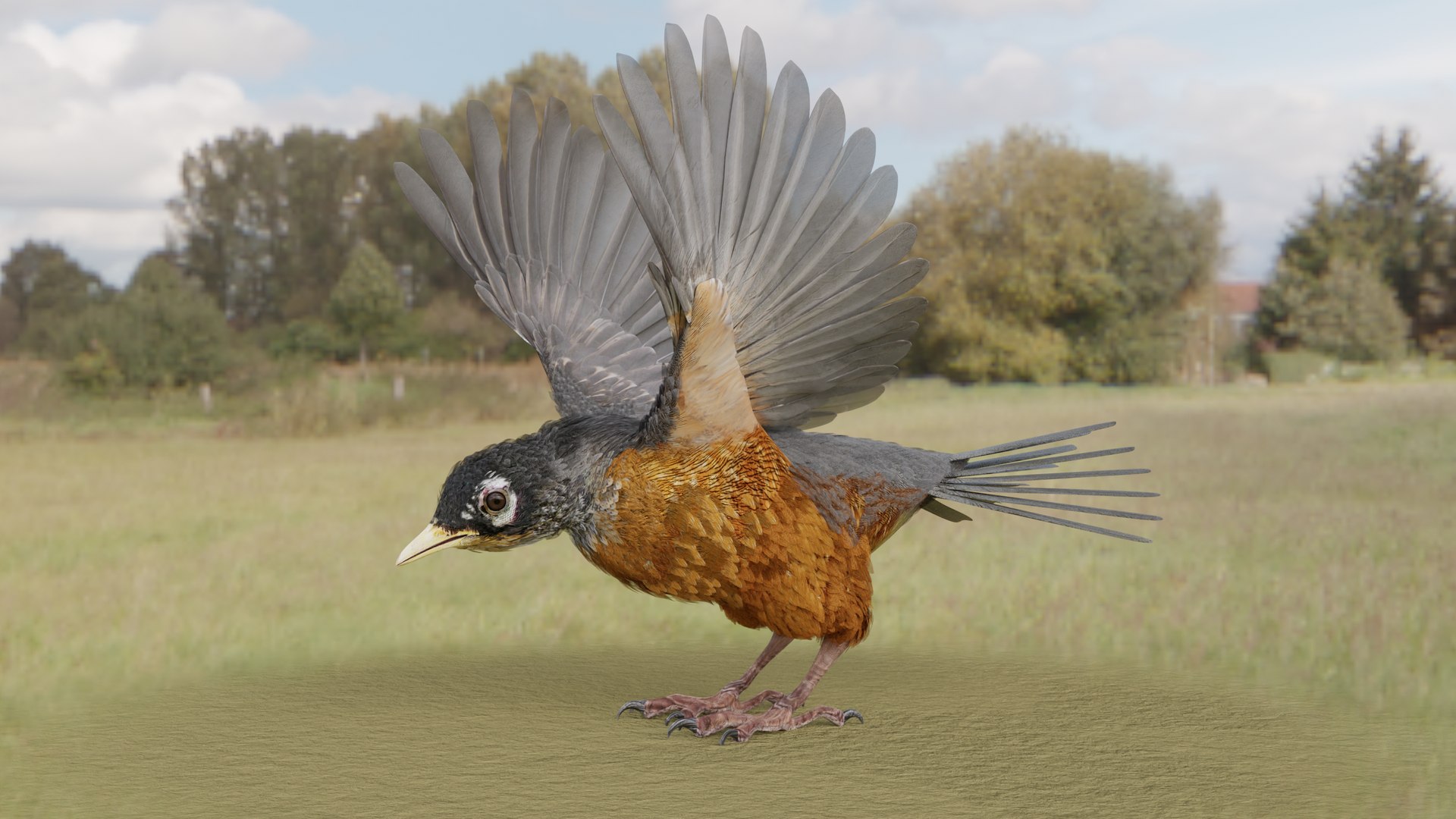 American Robin - BLENDER 3D Model - TurboSquid 2118146