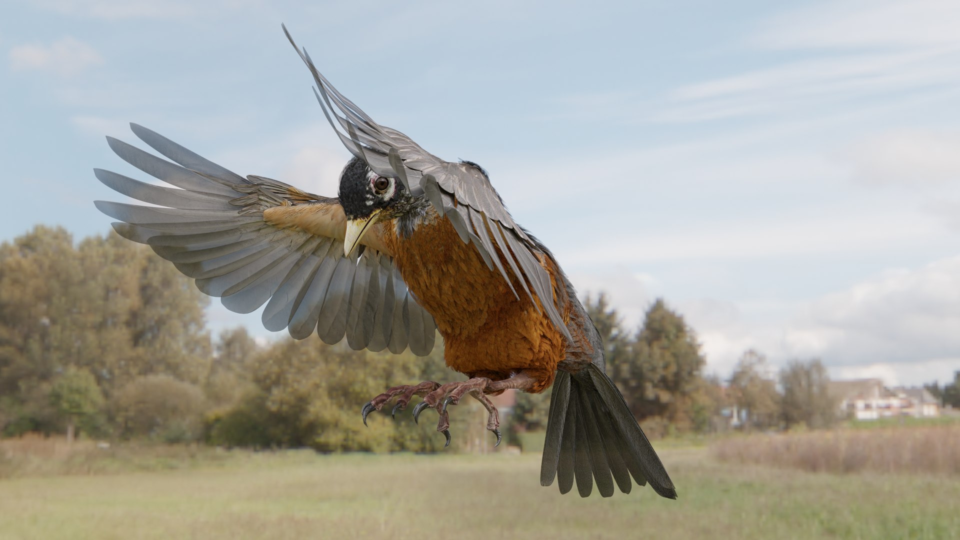 American Robin - BLENDER 3D Model - TurboSquid 2118146