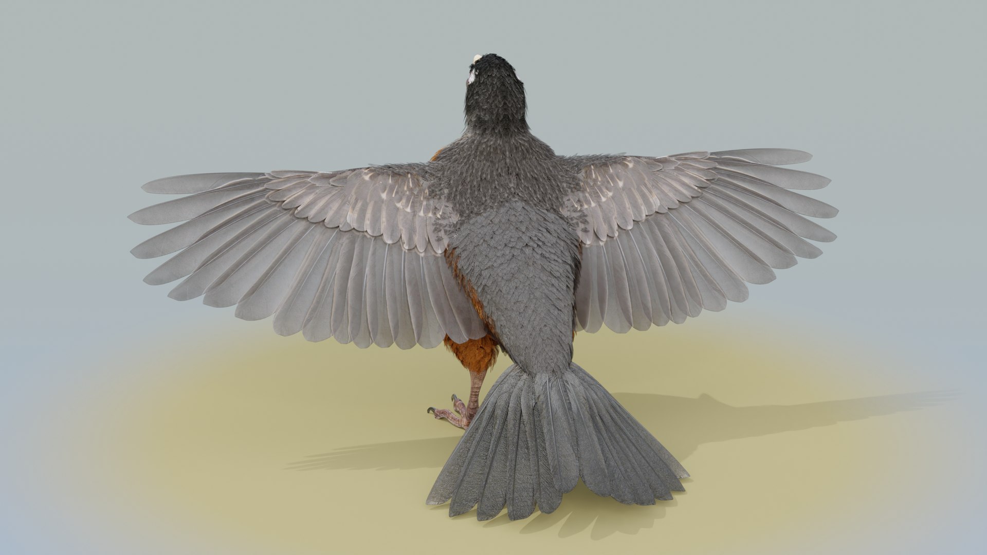 American Robin - BLENDER 3D Model - TurboSquid 2118146