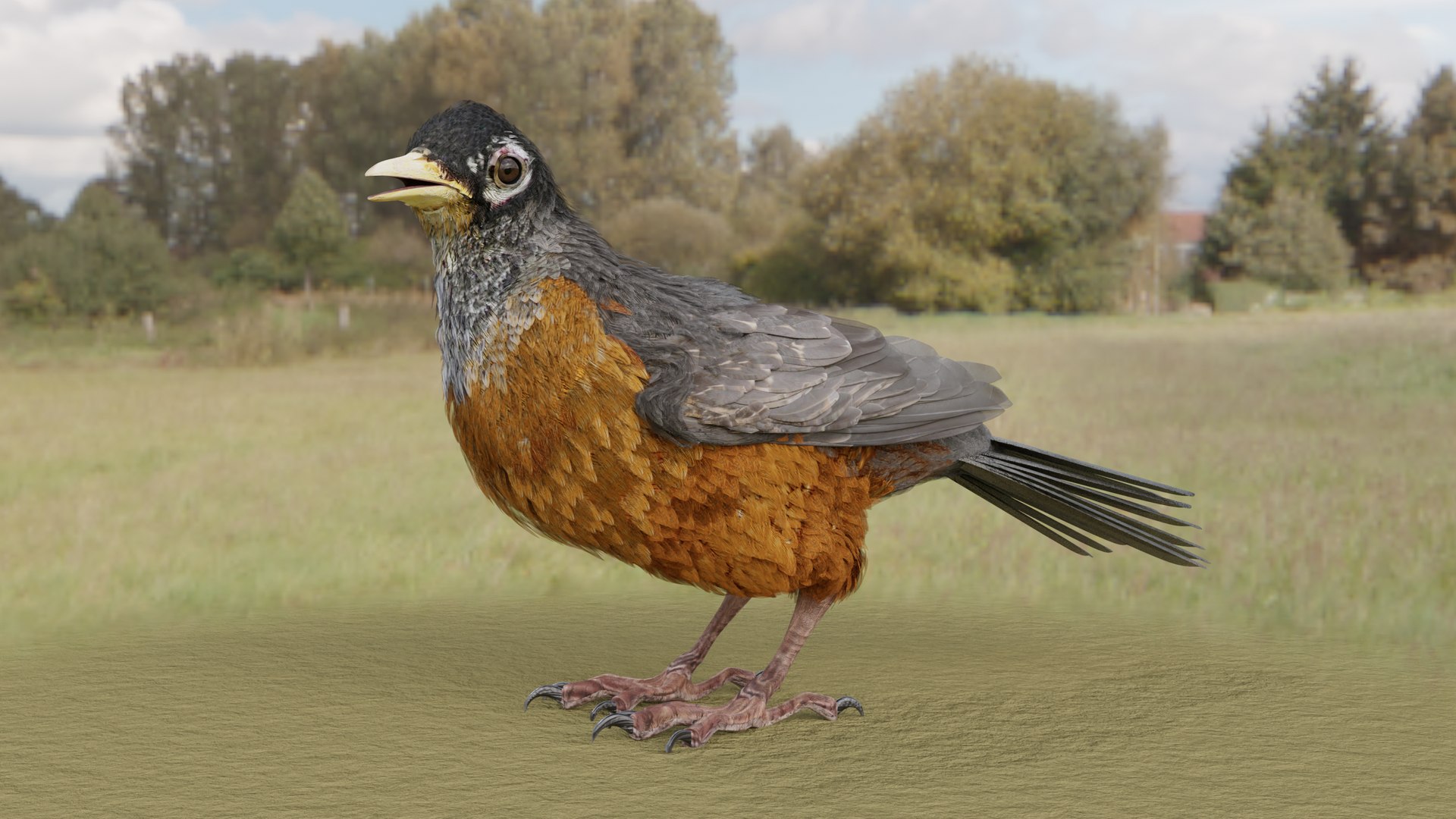 American Robin - BLENDER 3D Model - TurboSquid 2118146