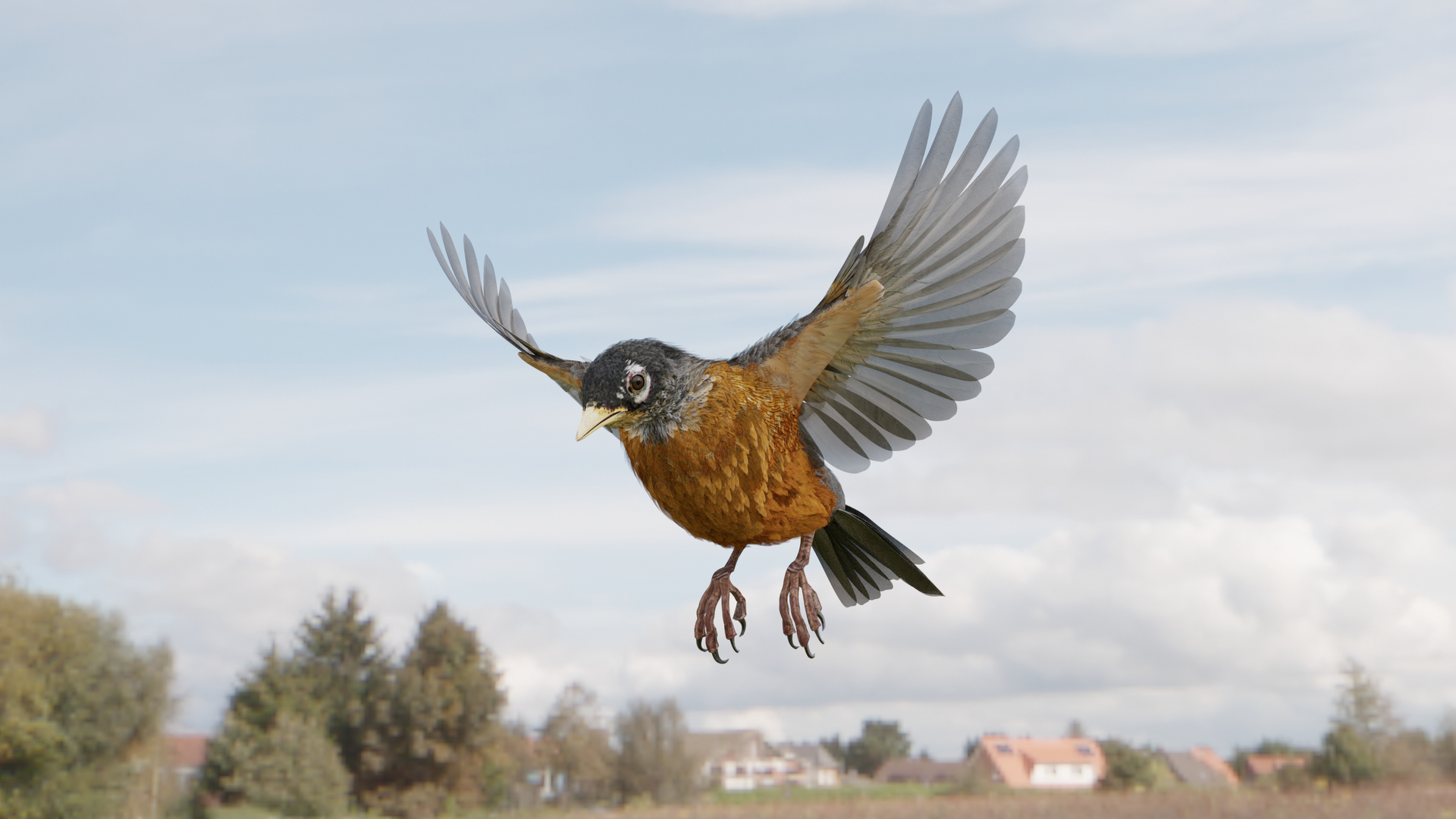 American Robin - BLENDER 3D Model - TurboSquid 2118146