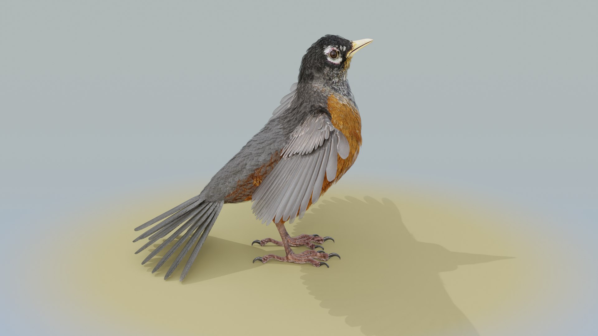 American Robin - BLENDER 3D Model - TurboSquid 2118146