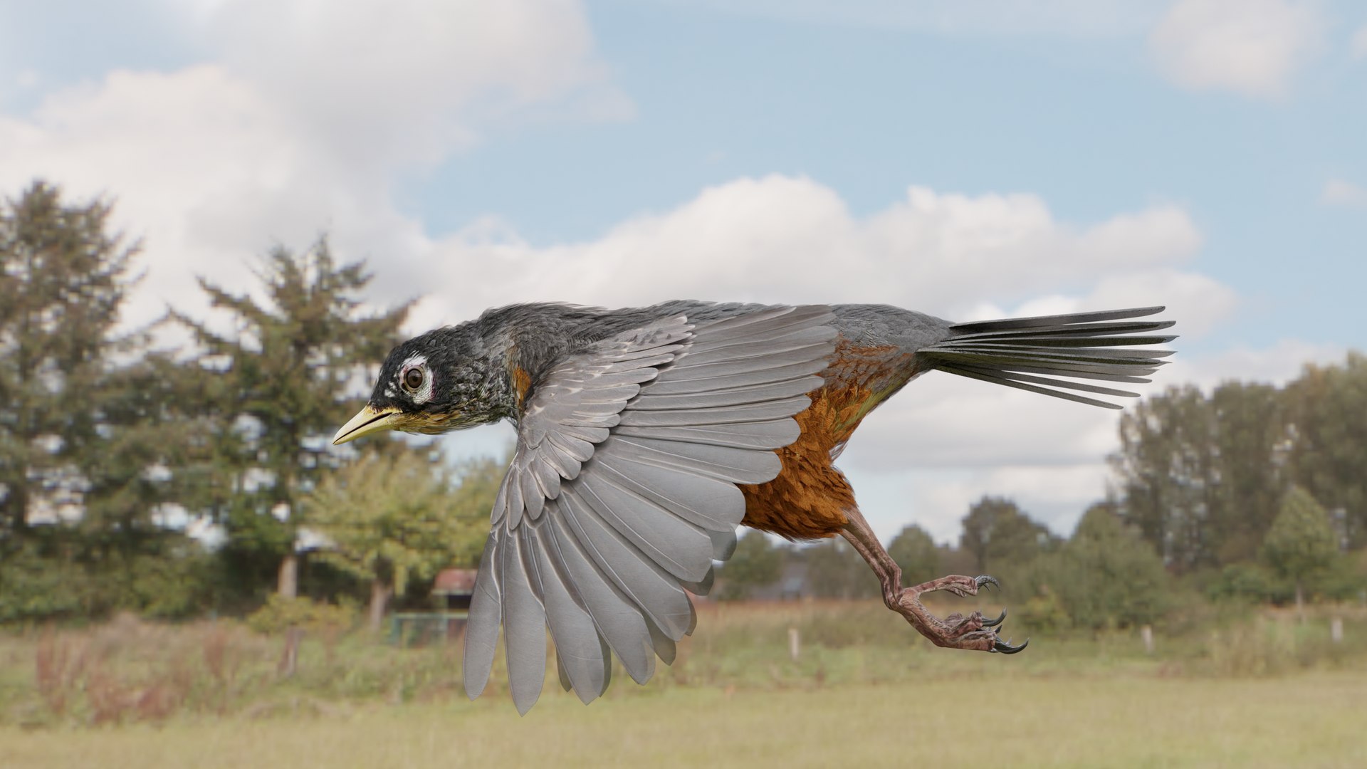 American Robin - BLENDER 3D Model - TurboSquid 2118146