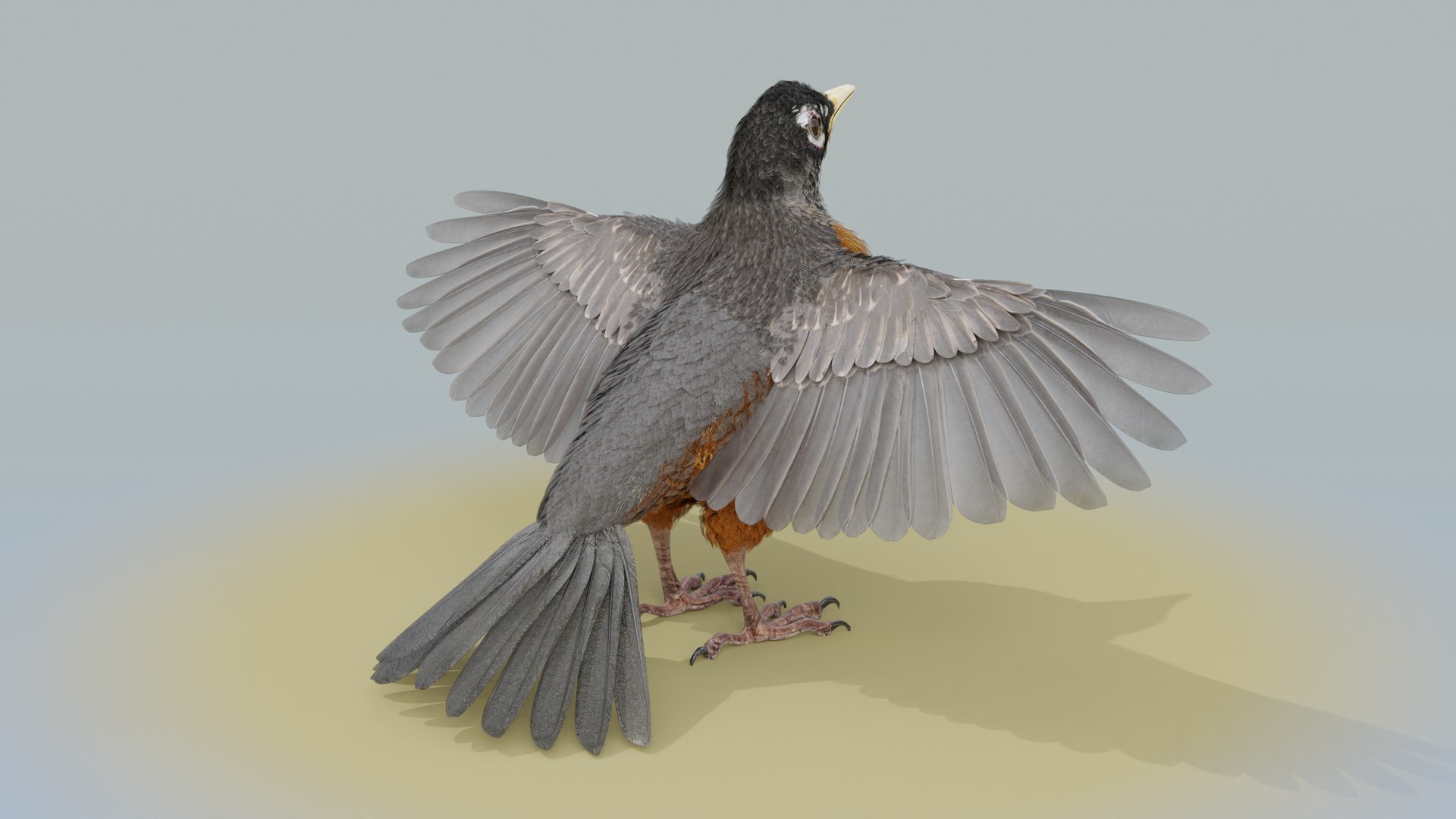 American Robin - BLENDER 3D Model - TurboSquid 2118146