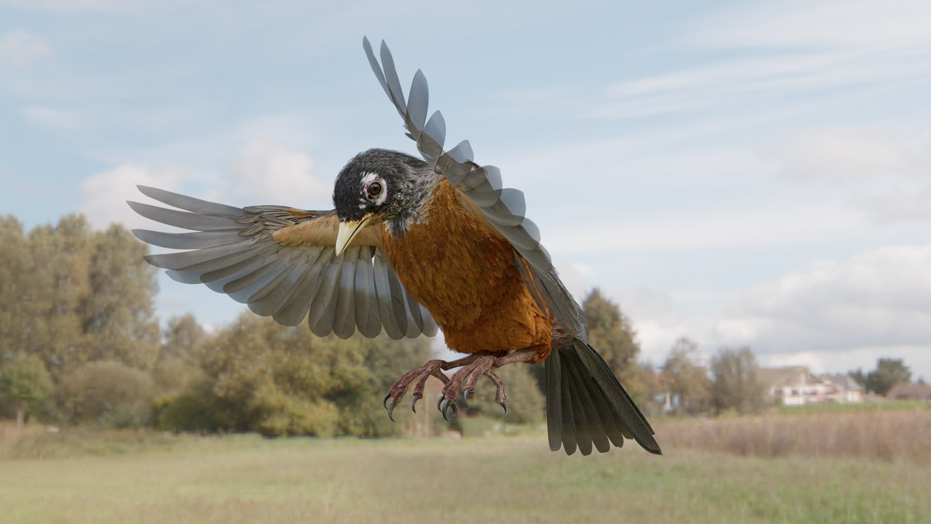 American Robin - BLENDER 3D Model - TurboSquid 2118146