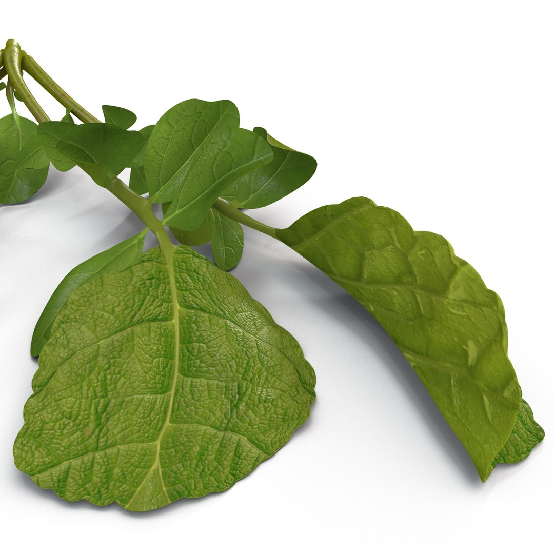 3ds radish leaves