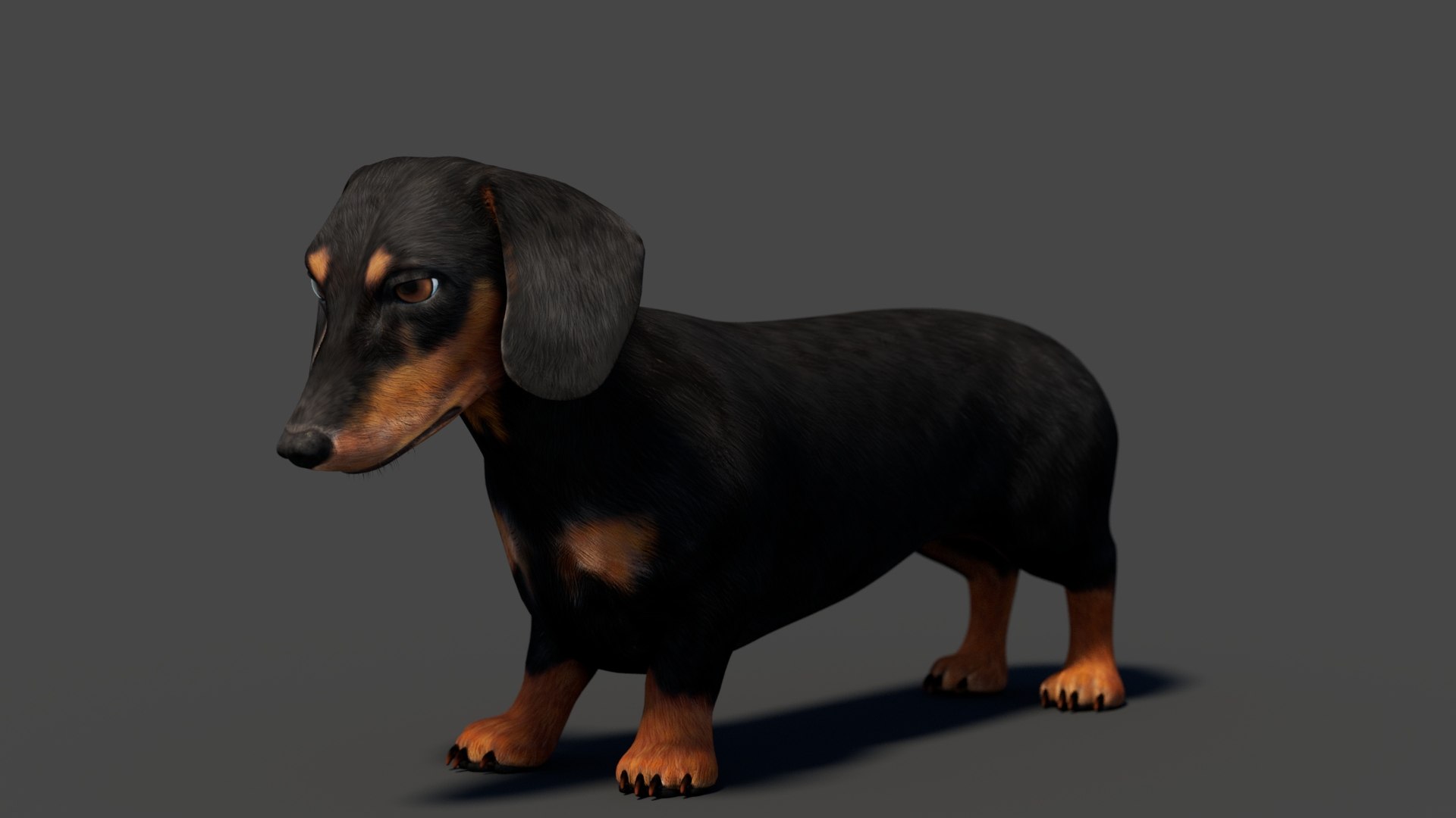 Rigged Black Dachshund Dog 3D Model 3D Model - TurboSquid 2516916