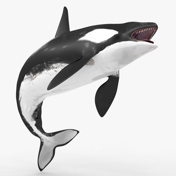 3D Orca Models | TurboSquid